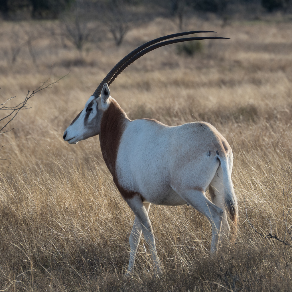Around The Ranch - Nix Exotics
